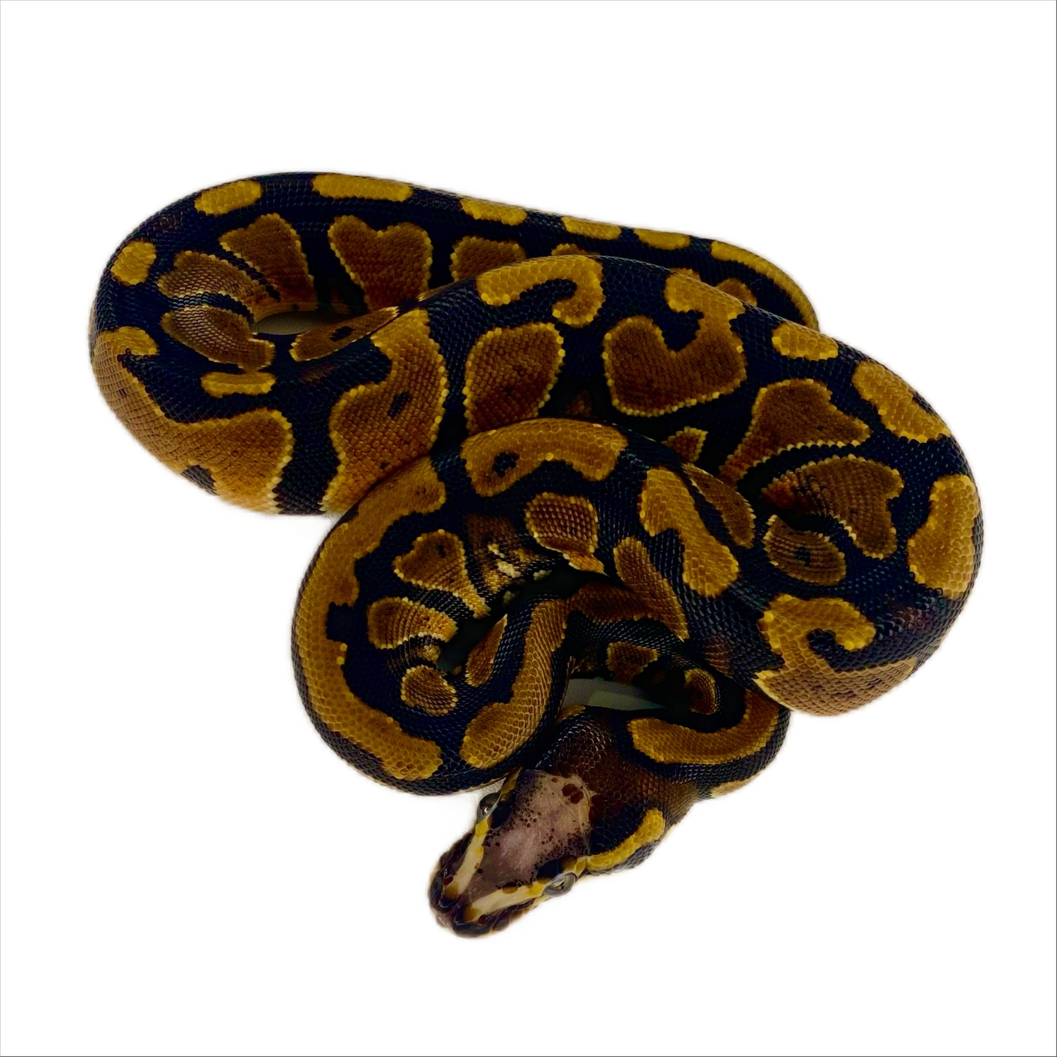 Scaleless Head Het Paint 50% Het Pied 50% Het Lavender Albino