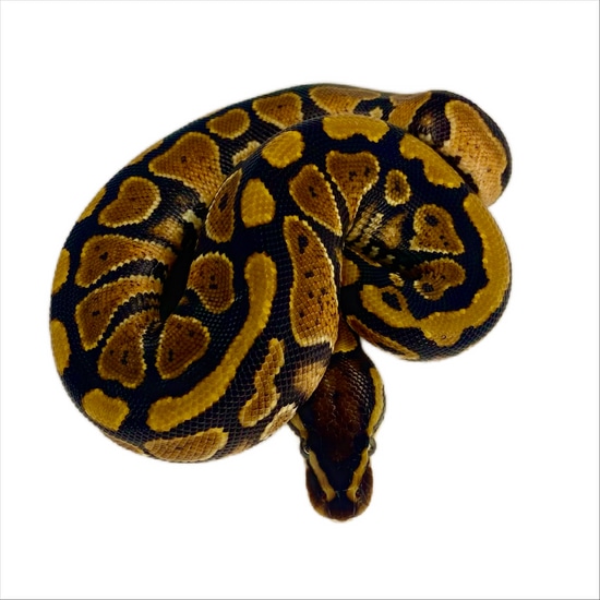 Het Paint 50% Het Pied 50% Het Lavender Albino Ball Python by Matt Byram Exotics