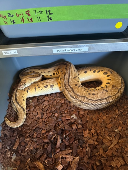 Pastel Leopard Clown Ball Python by Matt Byram Exotics