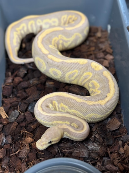 Banana Cypress Black Pastel DH Hypo Clown Ball Python by Matt Byram Exotics