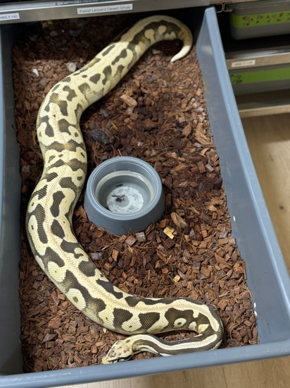 Pastel Leopard Desert Ghost Het Cryptic Ball Python by Matt Byram Exotics