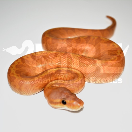 Banana Sunset Het Clown 50% Het Hypo Ball Python by Matt Byram Exotics