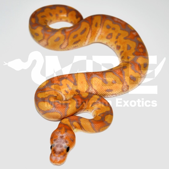 Banana Clown Het Sunset Ball Python by Matt Byram Exotics