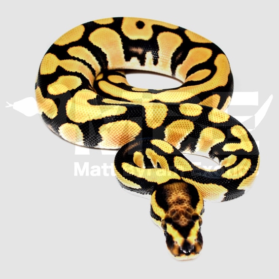 SOD Desert Ghost 66% Het Pied Ball Python by Matt Byram Exotics
