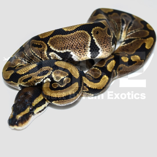 Het Desert Ghost Het Hypo Het Puzzle Ball Python by Matt Byram Exotics