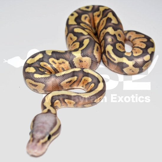 Banana Chocolate Ball Python by Matt Byram Exotics
