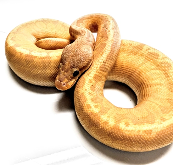 Banana Sunset Het Clown Ball Python by Matt Byram Exotics