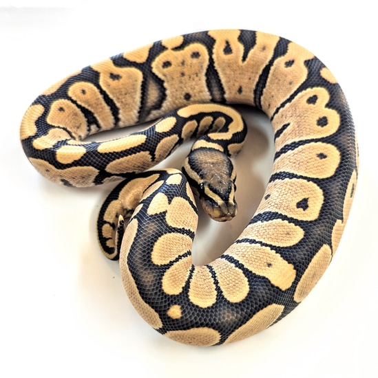DG Hypo Ball Python by Matt Byram Exotics