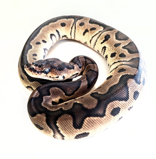 OD Clown DH Lavender Pied Ball Python by Matt Byram Exotics