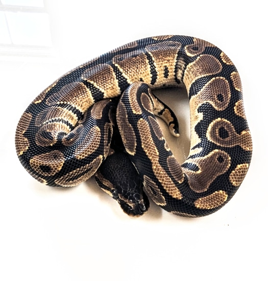 OD TH Puzzle Cryptic DG Ball Python by Matt Byram Exotics