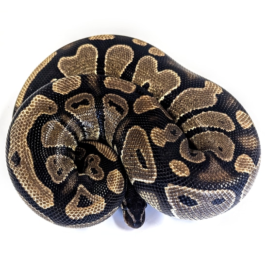 Het Paint Ball Python by Matt Byram Exotics