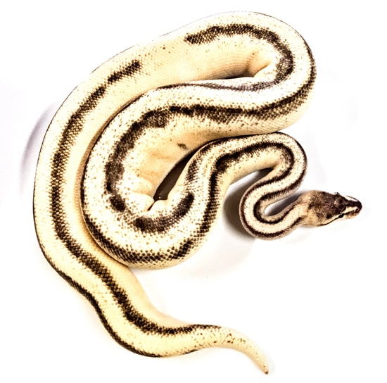Super OD G-Stripe Ball Python by Matt Byram Exotics
