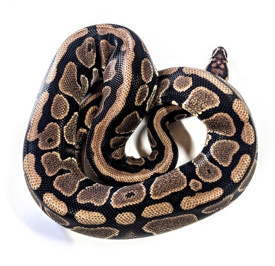 Redstripe Spotnose Het Desert Ghost 66% Het Clown 50% Het Hypo Ball Python by Matt Byram Exotics