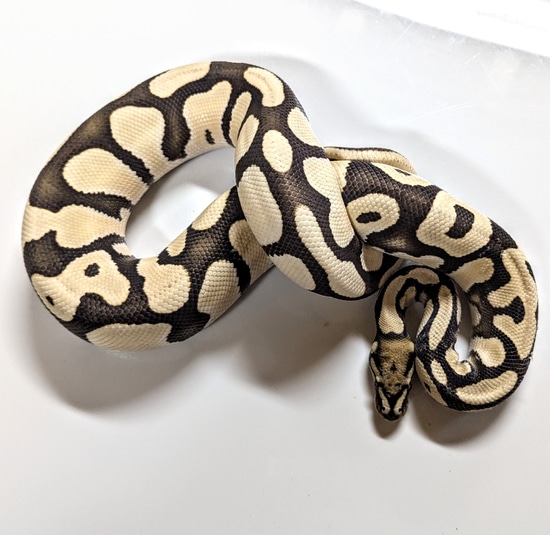 Super Orange Dream Desert Ghost Het Pied Ball Python by Matt Byram Exotics