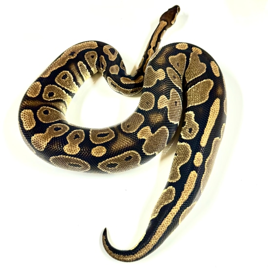 Het Paint Ball Python by Matt Byram Exotics