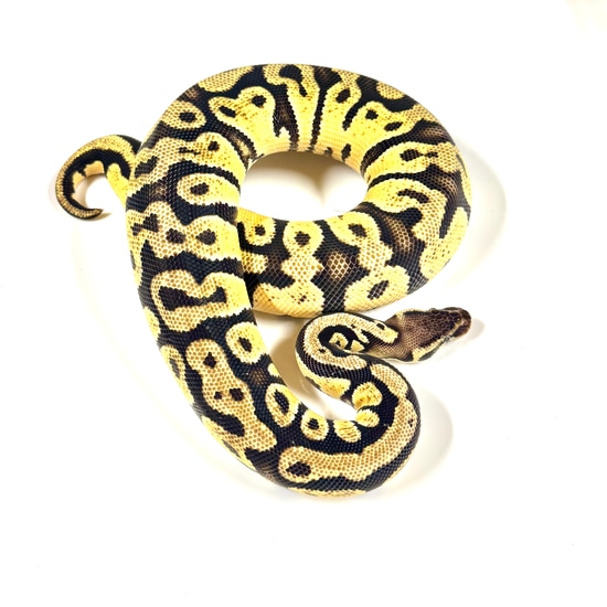 Pastel OD Gravel DH DG Clown Ball Python by Matt Byram Exotics
