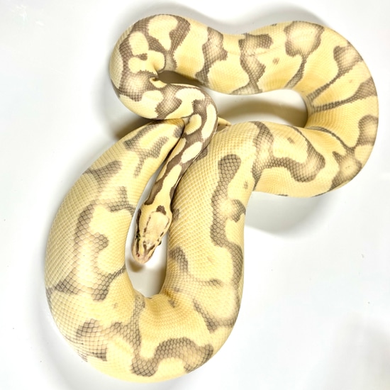 Pastel Enchi Gravel Desert Ghost Hypo Ball Python by Matt Byram Exotics