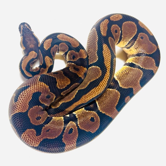Mandarin DH DG Pied Ball Python by Matt Byram Exotics