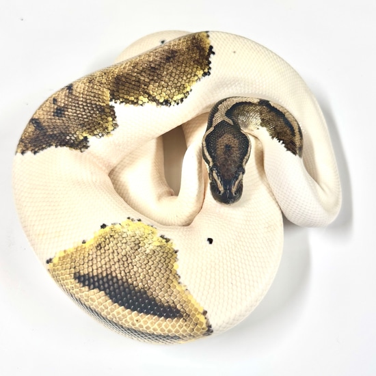VPI Axanthic Pied Ball Python by Matt Byram Exotics