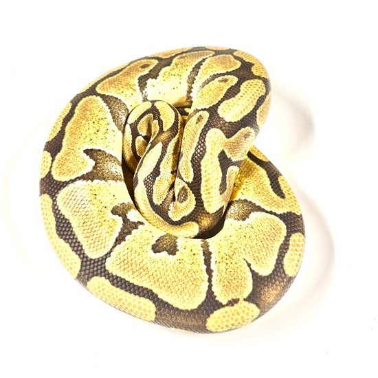 OD Enchi DH Paint Puzzle Ball Python by Matt Byram Exotics