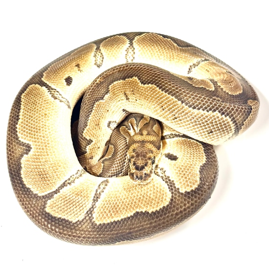 Zuwadi Clown Ball Python by Matt Byram Exotics