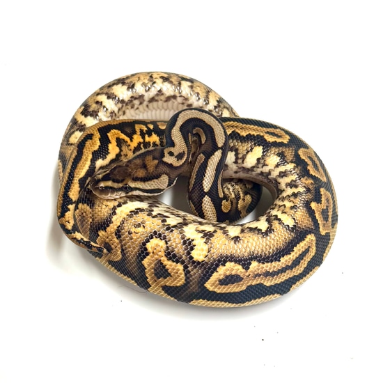 Redstripe YB BP Spotnose Poss Het Clown Ball Python by Matt Byram Exotics