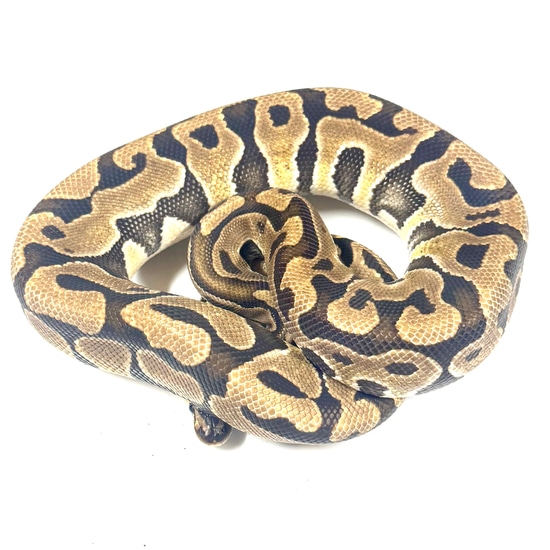 Orange Dream Cryptic Puzzle Ball Python by Matt Byram Exotics