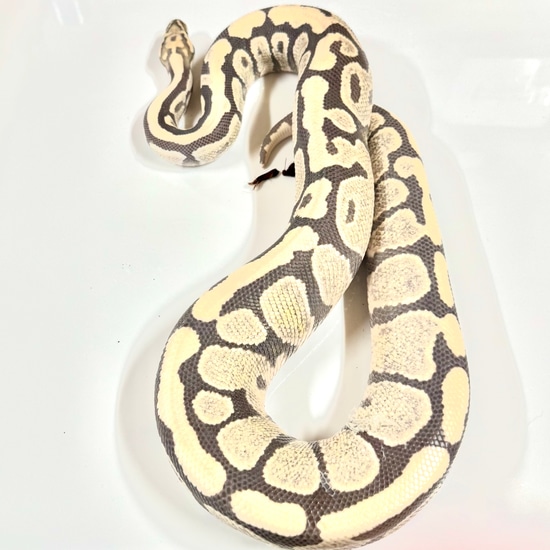 Spotnose Desert Ghost Het Hypo 50% Het Cryptic Ball Python by Matt ...
