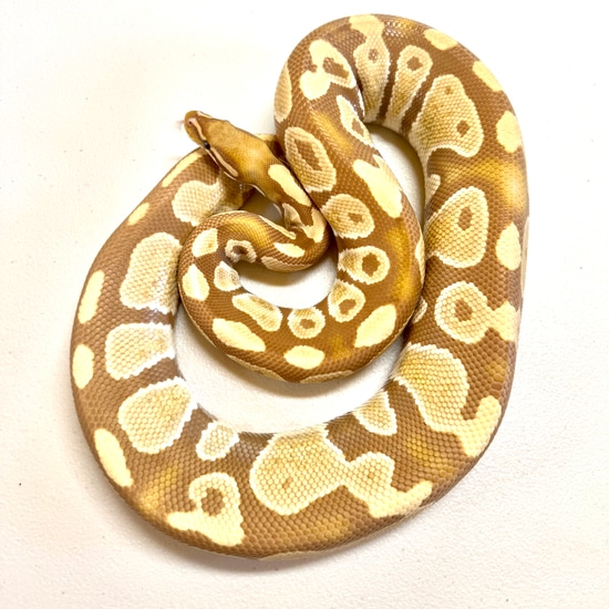 Ultramel Ball Python by Matt Byram Exotics