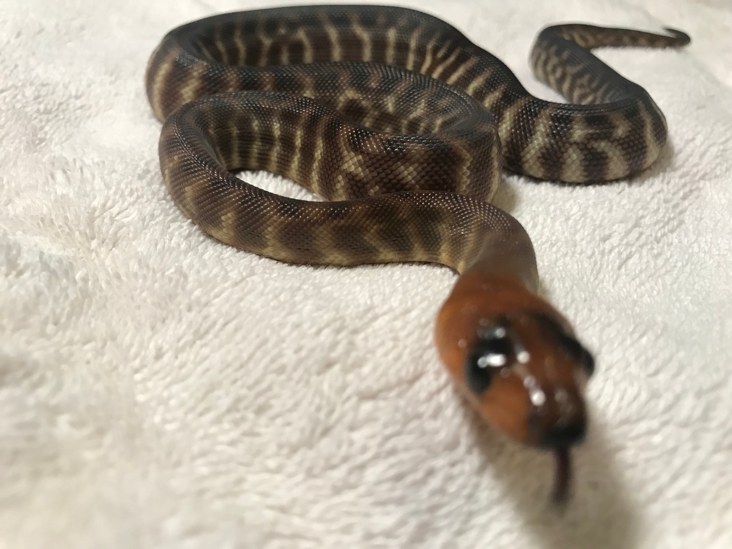 Woma Python by Ophidia CBR - MorphMarket