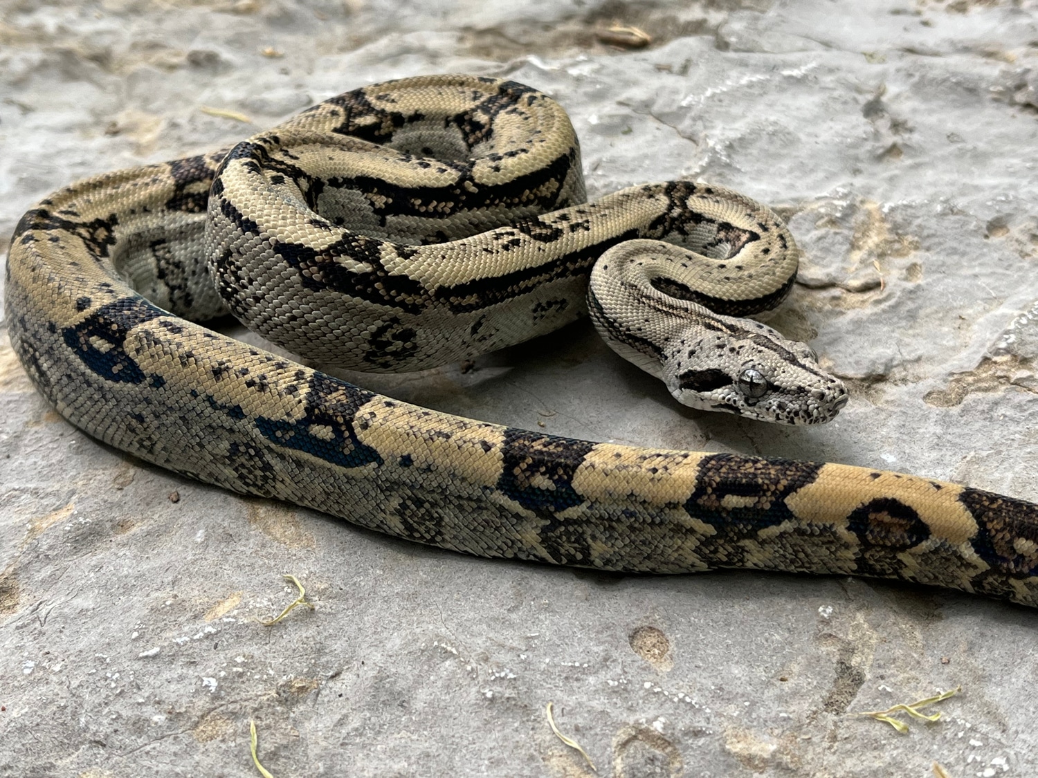 Longicauda Boa Possible Het Peruvian Long-tailed Boa Constrictor by ...