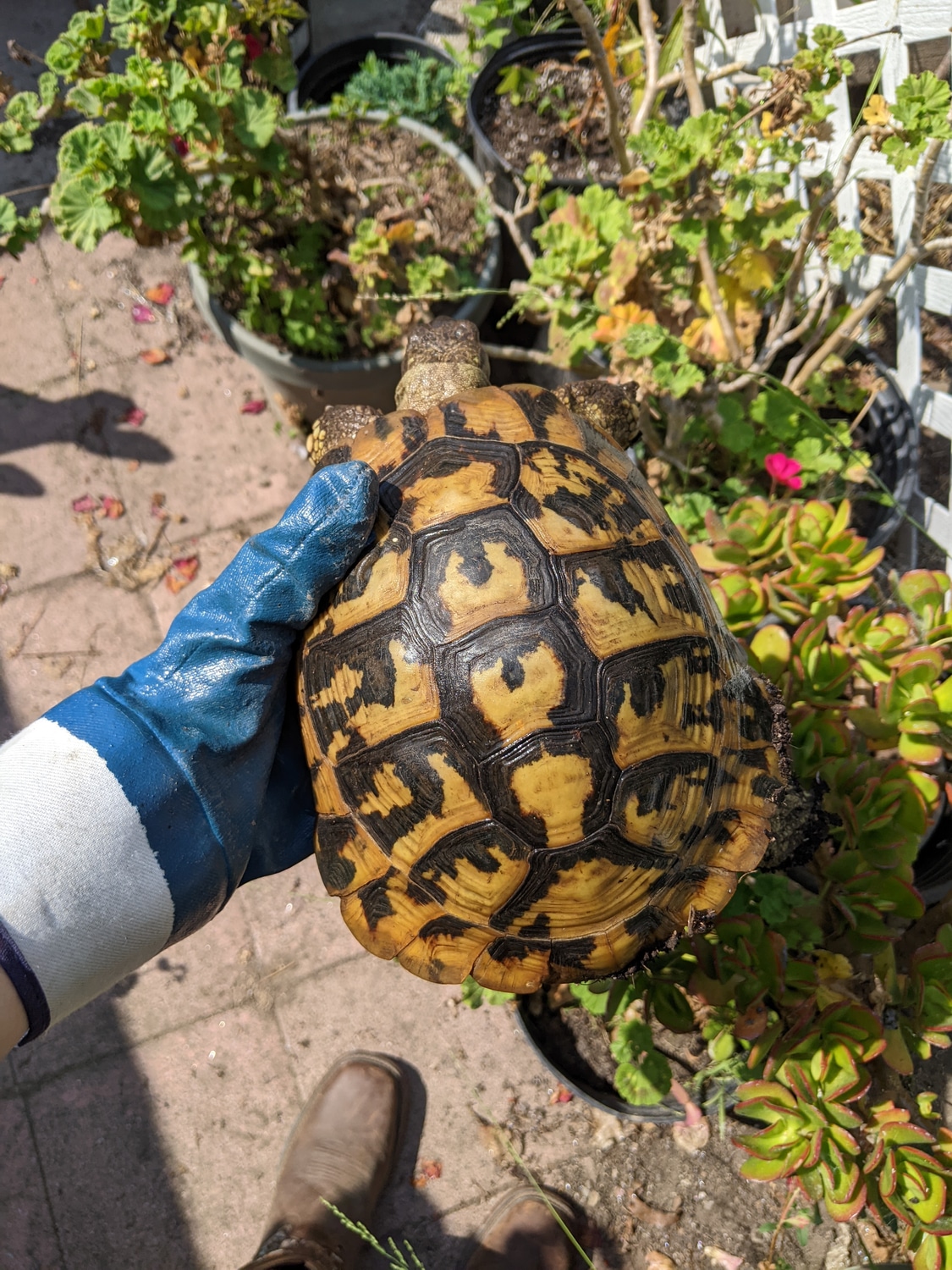 BIG Female Herman's Tortoise Hermann's Tortoise by Pierre's Reptiles ...