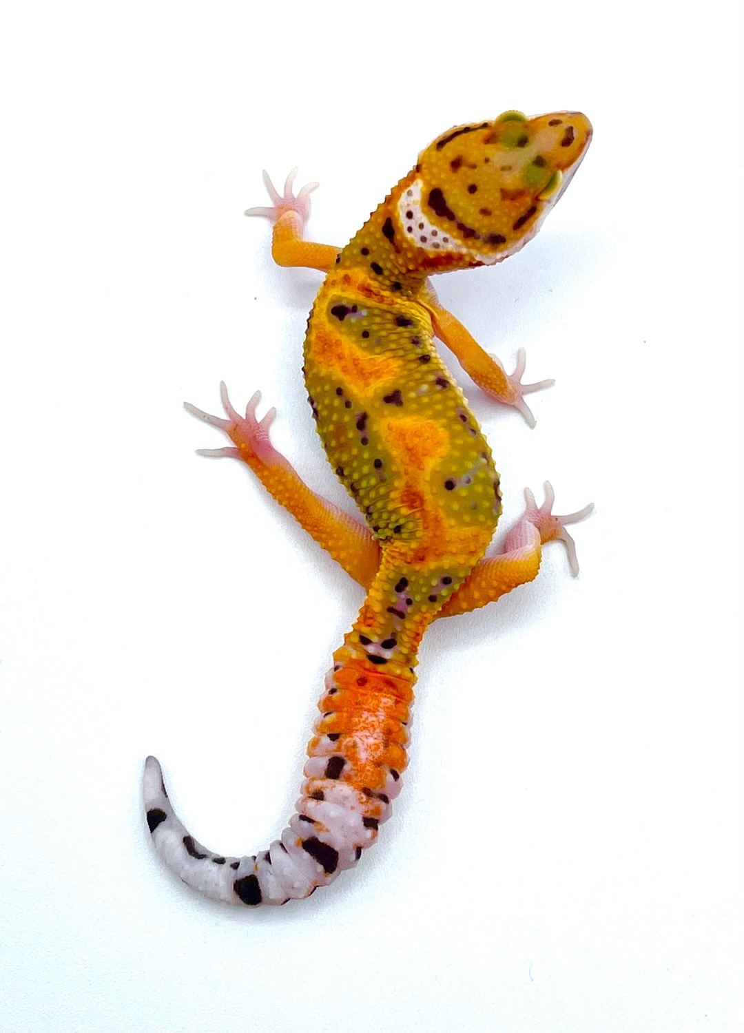 (FREE SHIPPING) Electric Inferno Clown Leopard Gecko by Elite Reptile ...