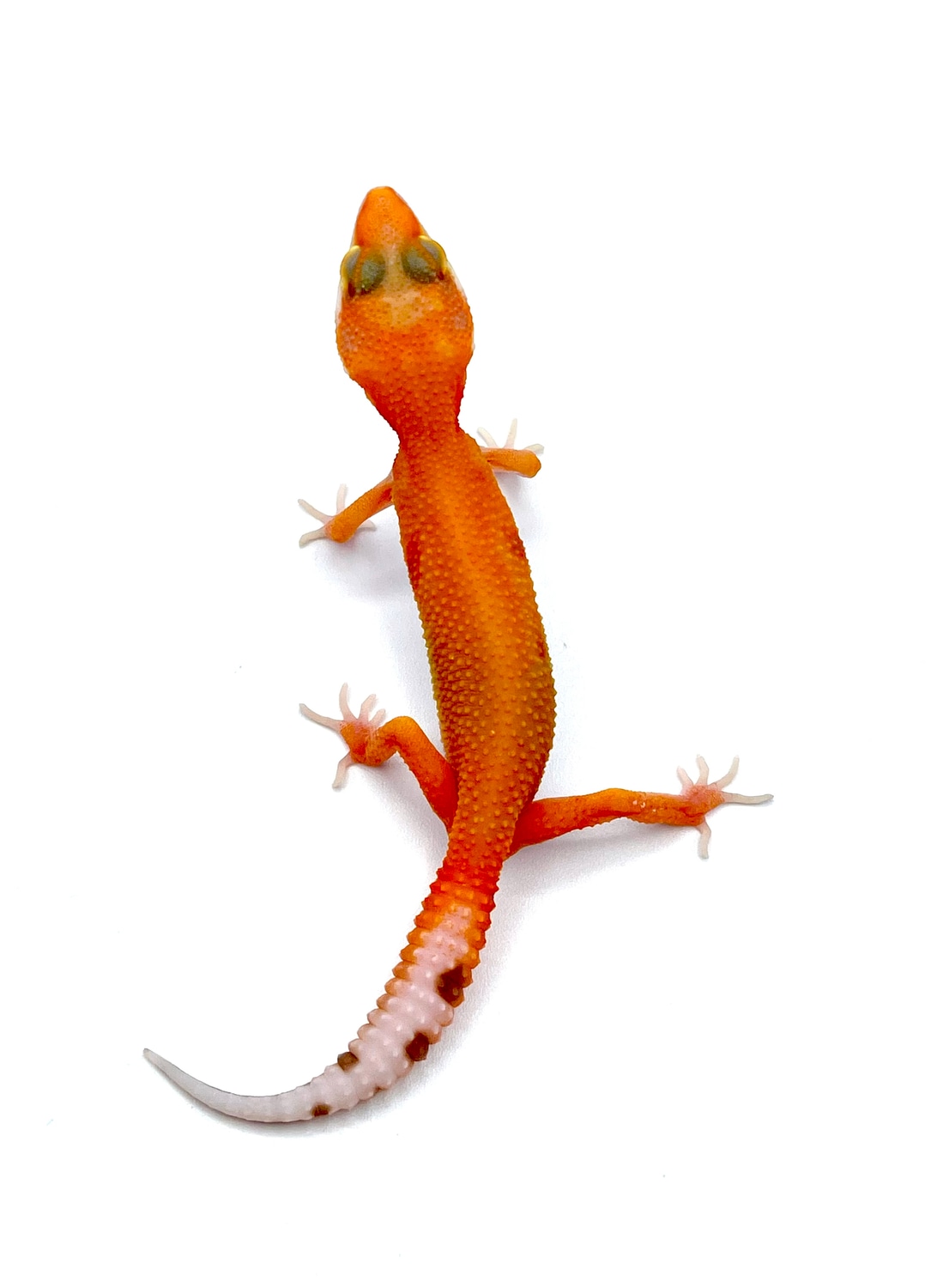 (FREE SHIPPING) Magma Lava Firewater (H-21) Leopard Gecko by Elite ...