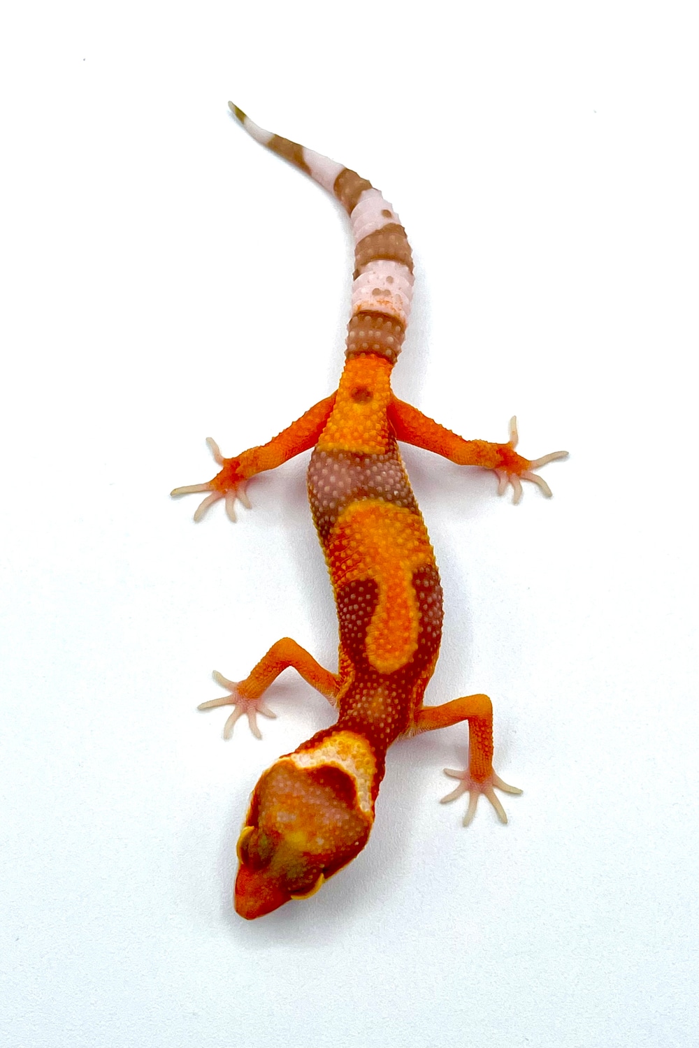 (FREE SHIPPING) Magma Lava Firewater (H-21) Leopard Gecko by Elite ...