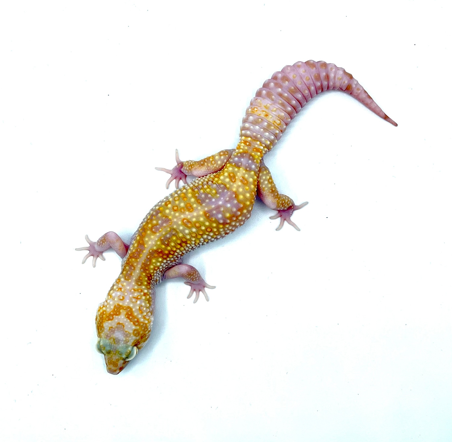 (FREE SHIPPING) White & Yellow Snow Raptor Tangerine (Tremper) G- 06 ...