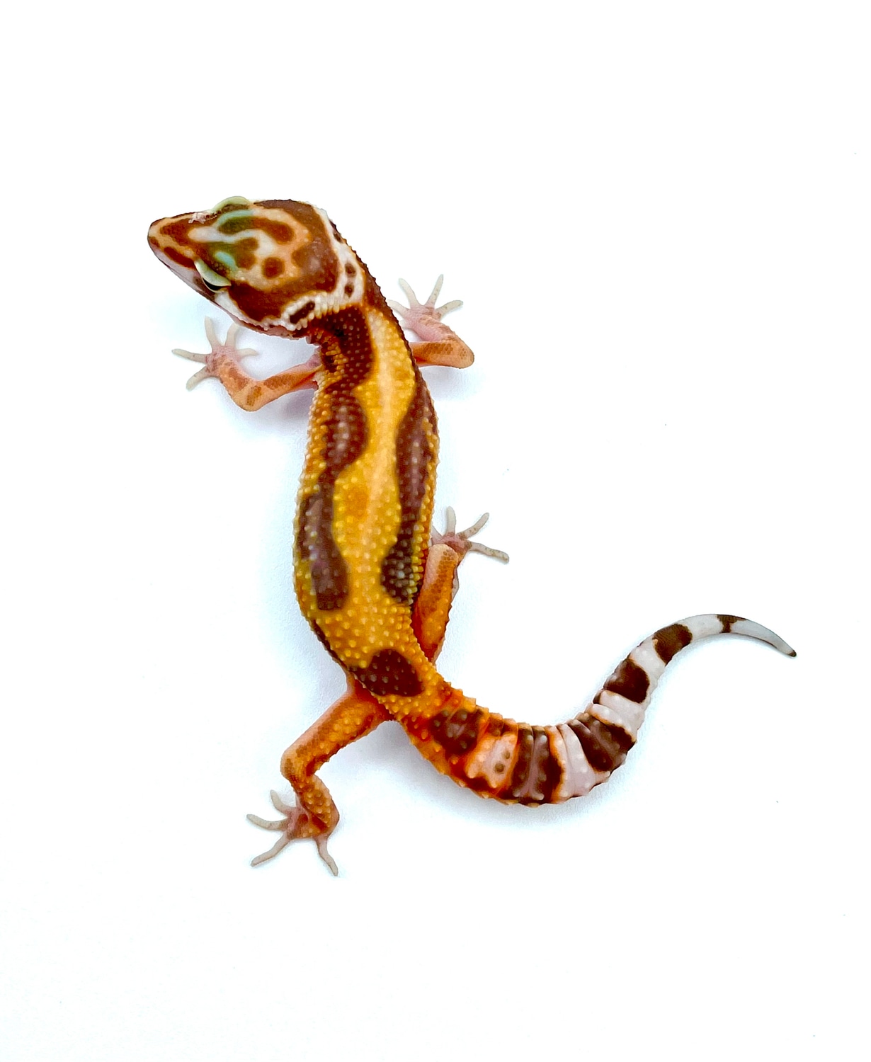 Bold Stripe High Contrast Tangerine (Tremper) H- 31 (FREE SHIPPING ...