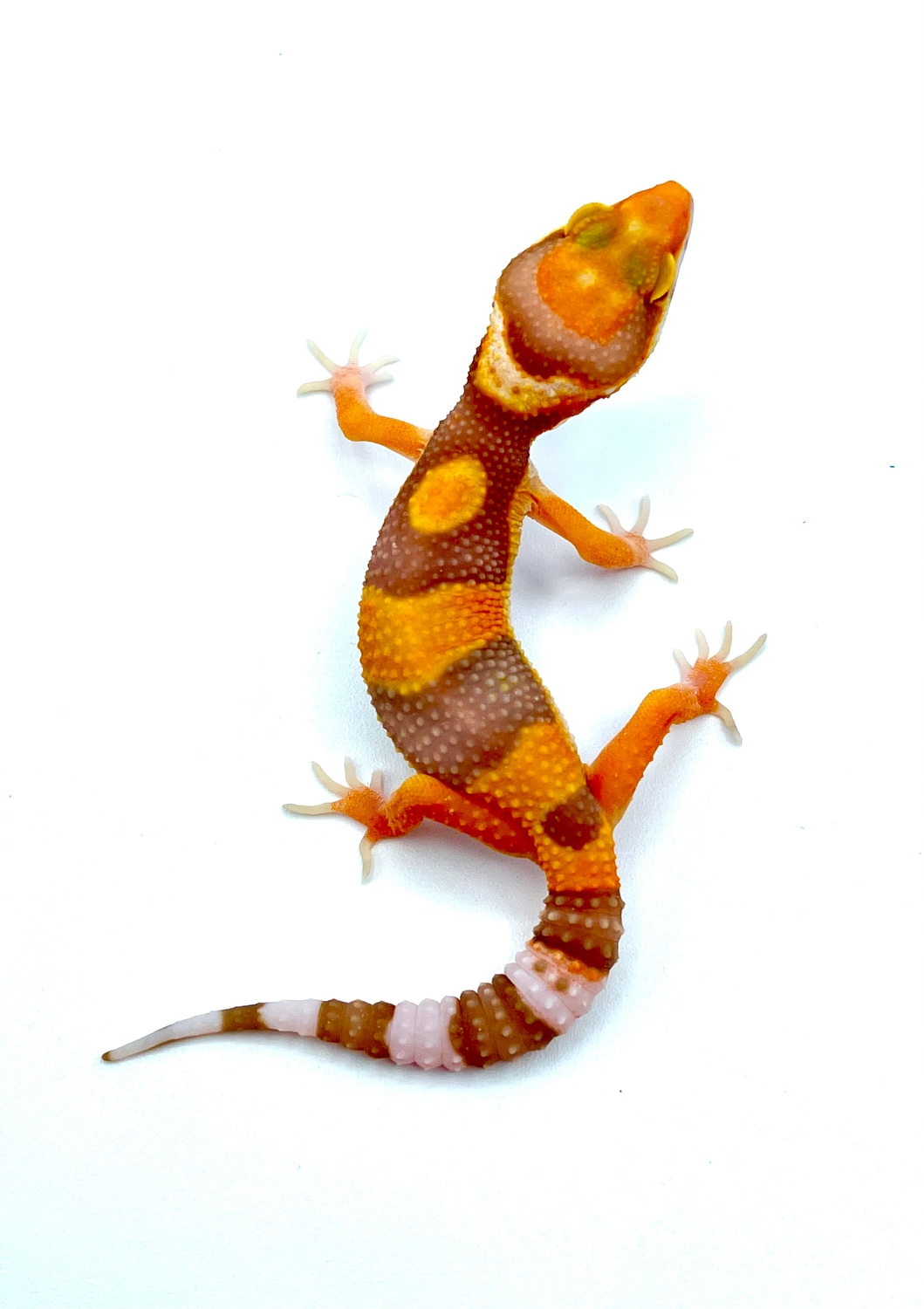 (FREE SHIPPING) Magma Lava Firewater (H-35) Leopard Gecko by Elite ...
