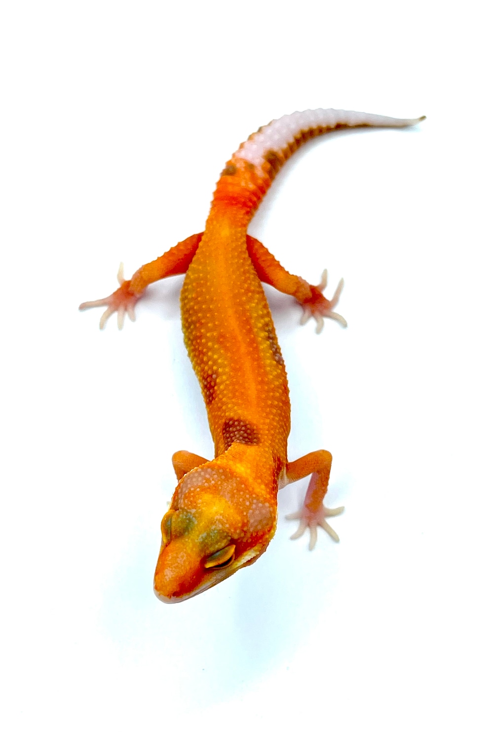 (FREE SHIPPING) Magma Lava Firewater (H-35.1) Leopard Gecko by Elite ...