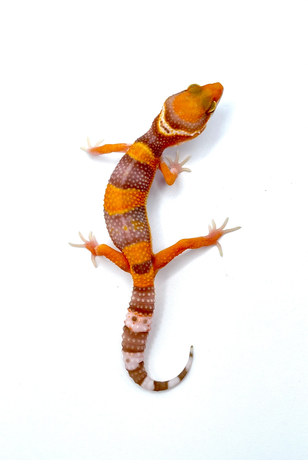 Magma Lava Firewater (H-04) Leopard Gecko by Elite Reptile LLC ...