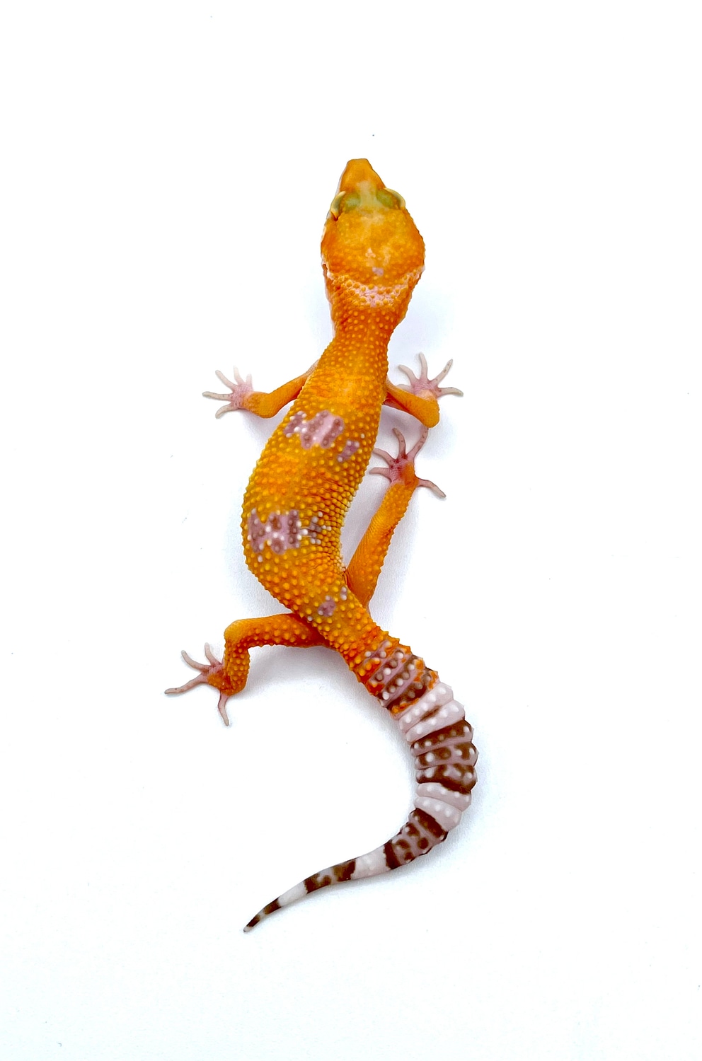 TUG Sunglow (Tremper) H-07 (FREE SHIPPING) Leopard Gecko by Elite ...