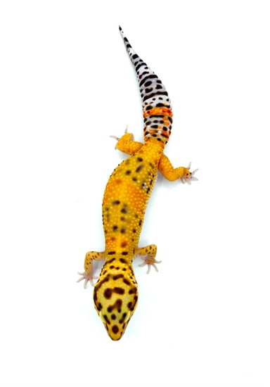 Electric Inferno X Halloween Mask (PROVEN BREEDER) B2-06 Leopard Gecko ...