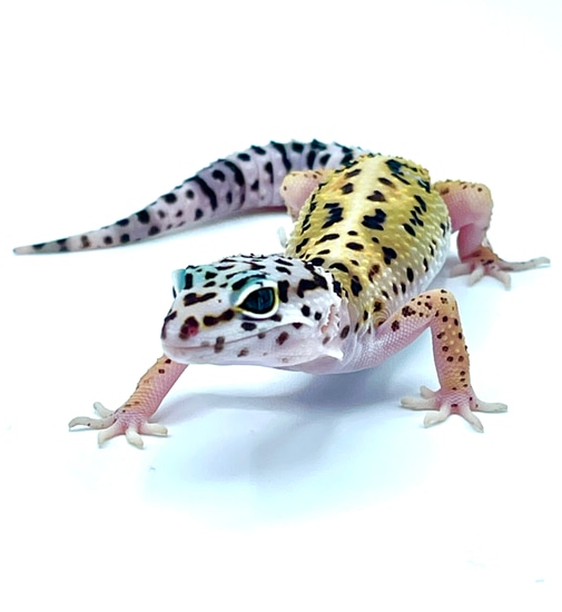 White & Yellow (Mack) Snow B2-T2 Leopard Gecko by Elite Reptile LLC