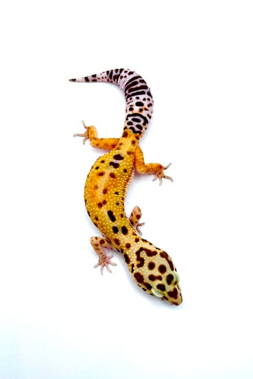 Electric Inferno Bold (PROVEN BREEDER) B2-11 (FREE SHIPPING) Leopard ...