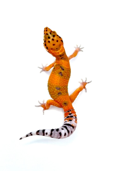 Electric Inferno (B2-12) Leopard Gecko by Elite Reptile LLC