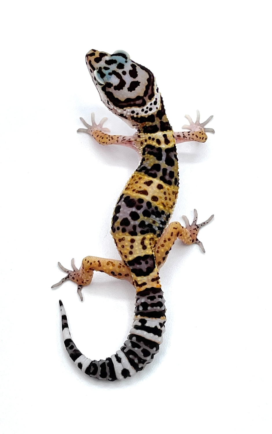 Black Night X W&Y Snow (H-01) Leopard Gecko by Elite Reptile LLC ...