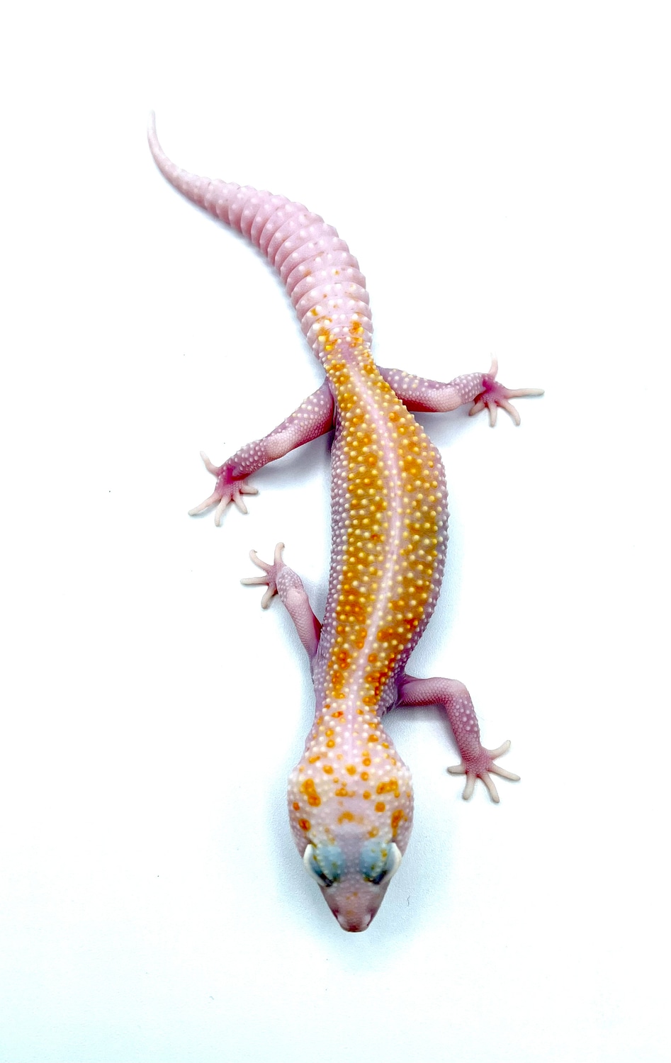White & Yellow Tangerine Raptor (B2- 09 ) Leopard Gecko by Elite ...