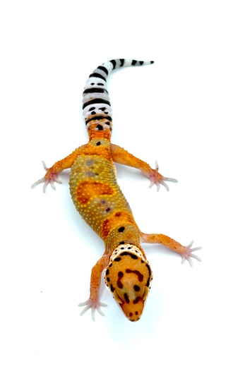 Electric Inferno (H- 14) (FREE SHIPPING) Leopard Gecko by Elite Reptile LLC