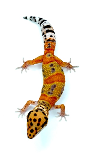 Electric Inferno (H- 03) Leopard Gecko by Elite Reptile LLC