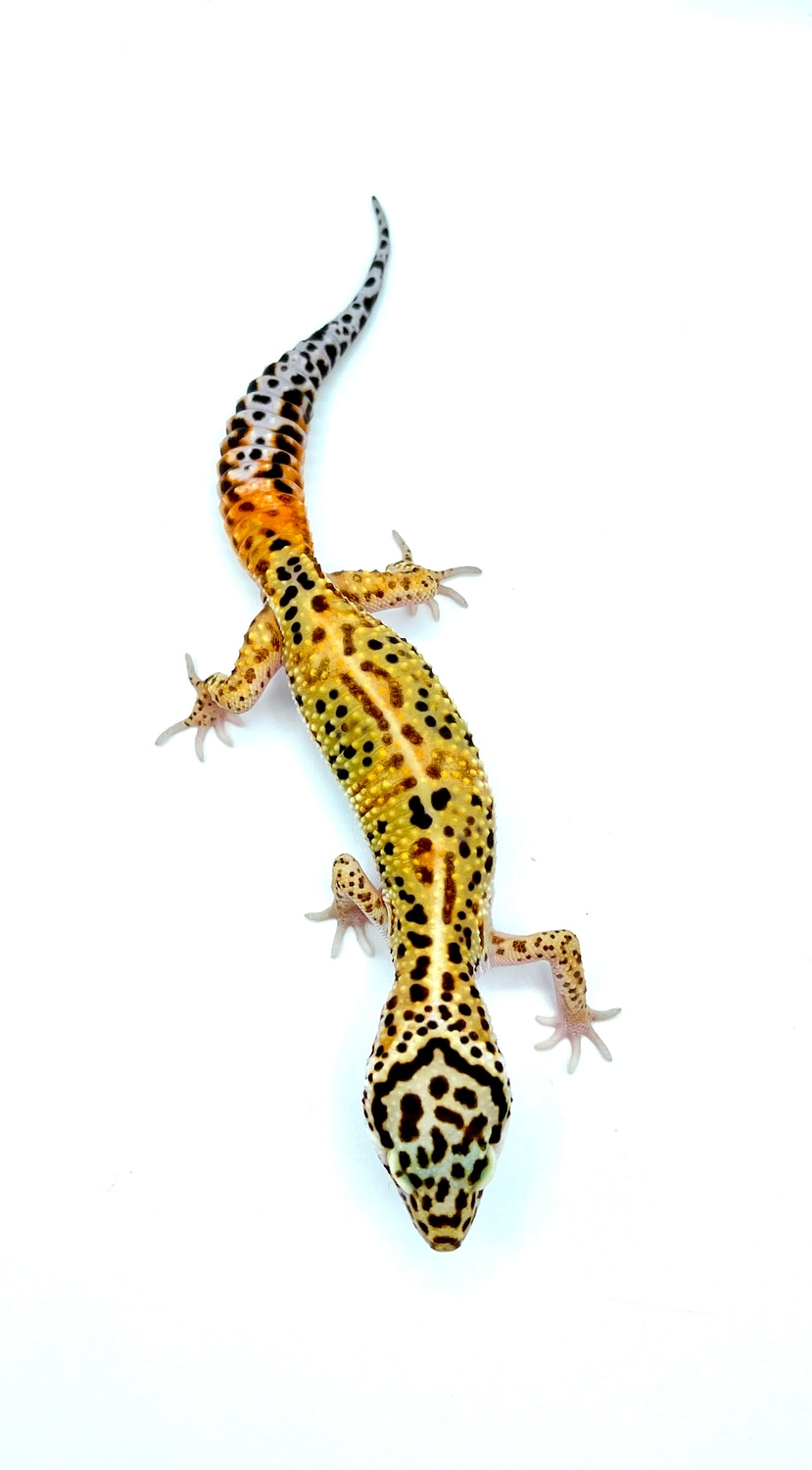 Giant Jungle Tangerine (H- 06) Leopard Gecko by Elite Reptile LLC ...